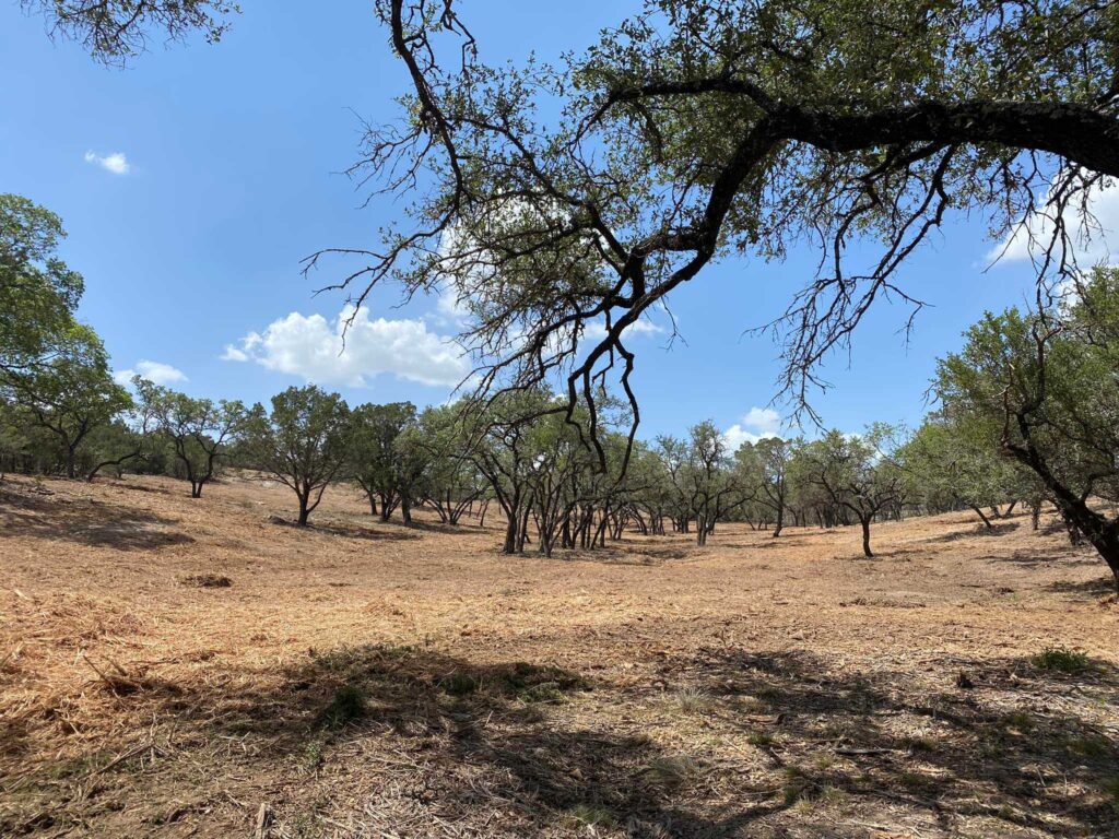 Should Dead Trees Be Removed? Pros and Cons of Tree Removal - Lone Star ...